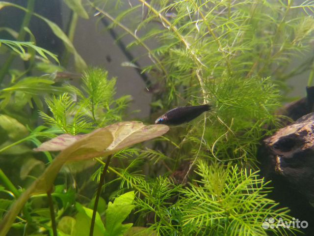 Аквариумные рыбки Тетра Пальмери черная