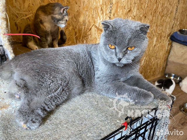 Везучий кот