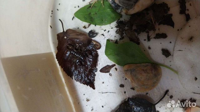 Скорпион мингрельский (Euscorpius mingrelicus)