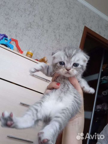 Шотландская