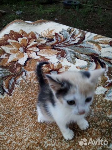 Котенок в хорошие руки