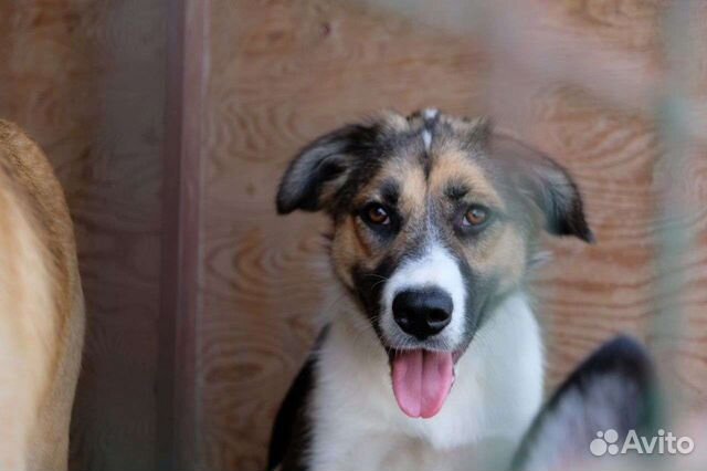 Собака в добрые руки щенок