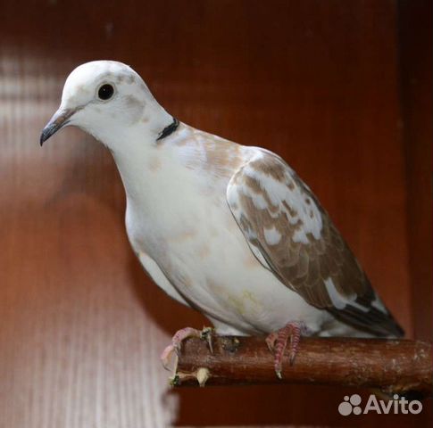 Египетская горлица