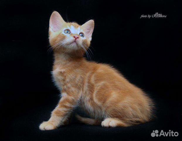 Перчик- милый котенок ищет дом