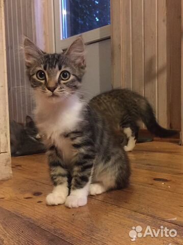 Серый ушастик ищет дом