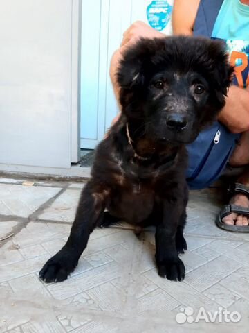 Собака чау чау