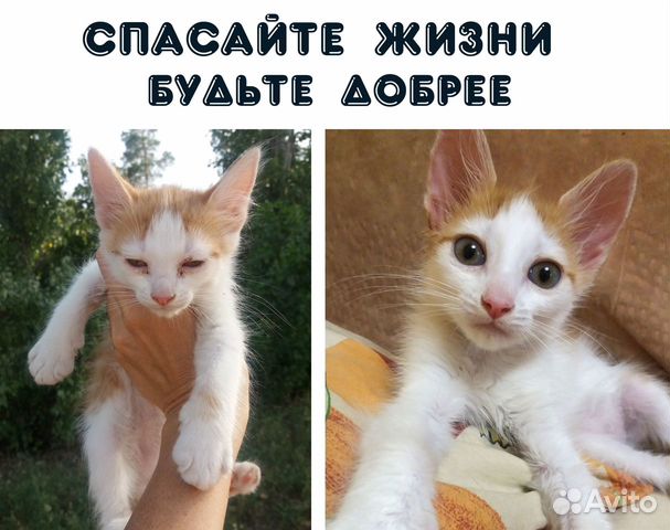 Спасение жизни - бесценно