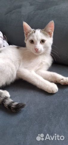 Кошка