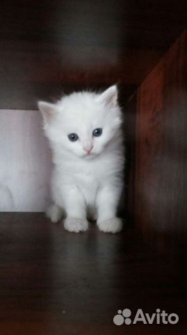 Турецкая ангора