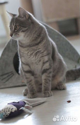 Кошка в дар