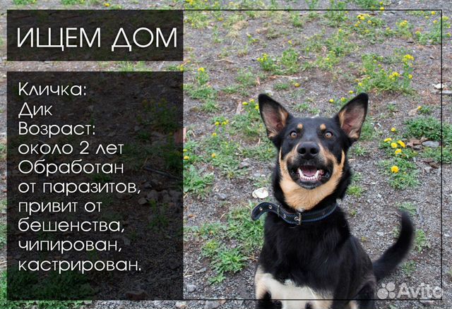 Пёс Дик ищет хозяина. Отдадим в хорошие руки