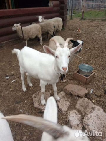 Зааненская коза