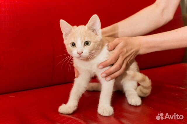 Котята в добрые руки мальчики
