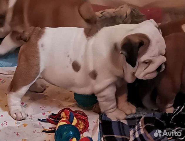 Щенок английского бульдога, красавица Жасмин