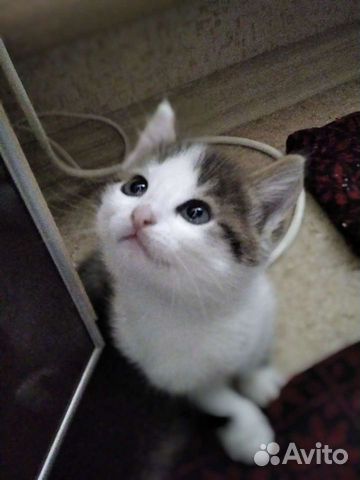 Кошечка в пятнышко