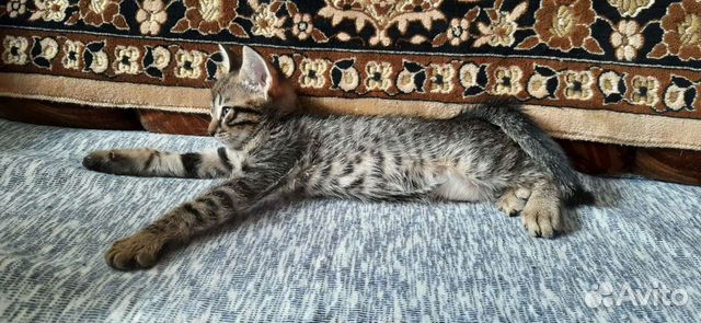 Отдам котенка в добрые руки