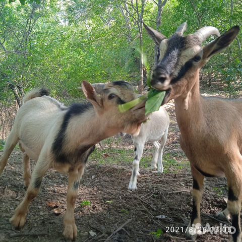 Камерунские козы