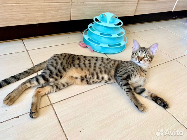 Бенгальская