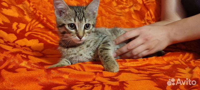 Котёнок 2мес ищет дом