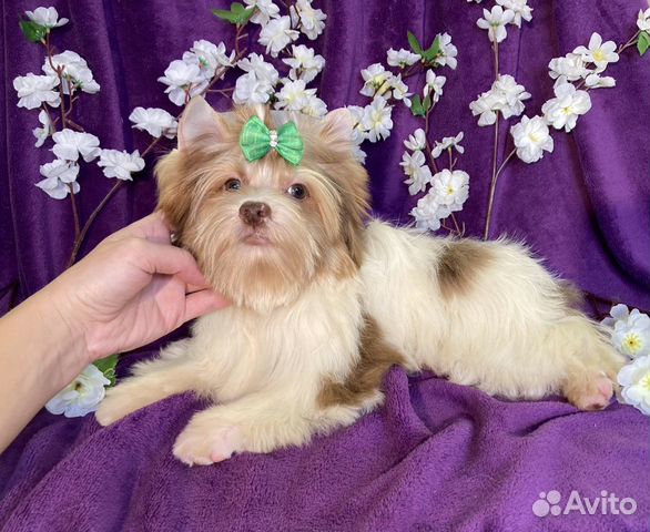 Бело рыжий йорк мальчик не крупный