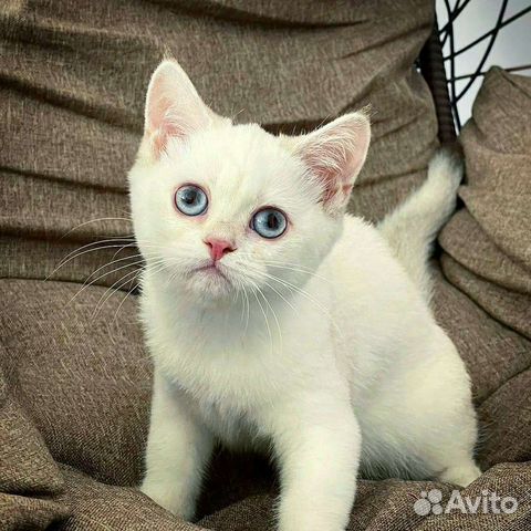 Британский котенок колор поинт