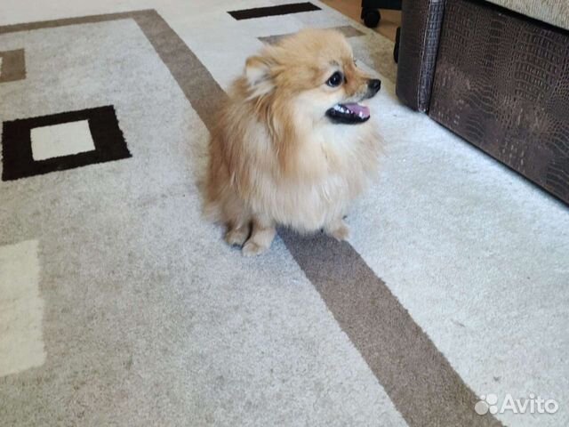 Померанский шпиц медвежьего типа