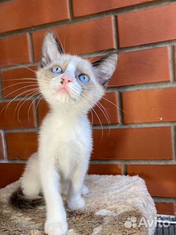 Котенок манчкин