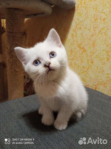 Котенок девочка