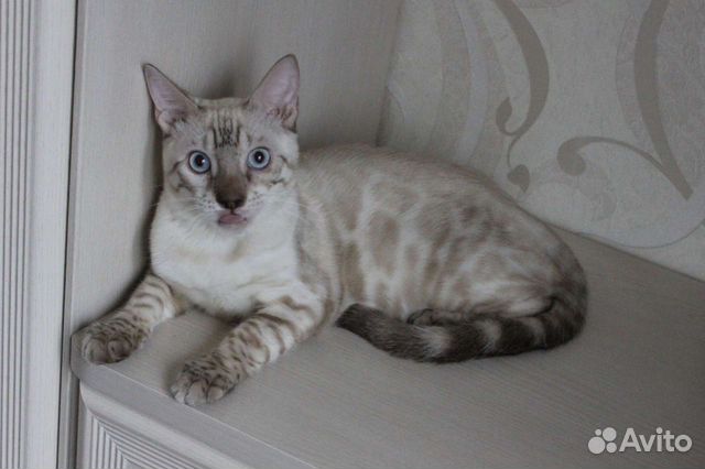 Бенгальская кошка
