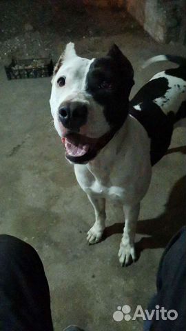 Щенки стаффа