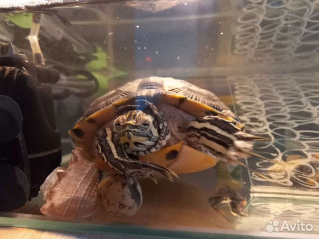 Красноухая черепаха с аквариумом