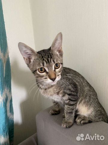 Котёнок Эдвард