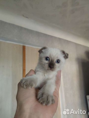 Сиамский вислоухий котёнок 1000. Рублей