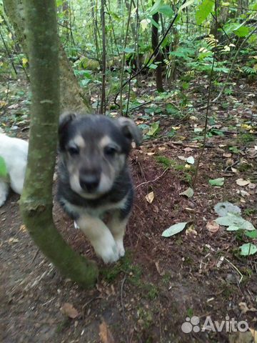 Щенята-малышата в добрые руки