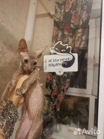 Лиловый корниш и белый сфинкс