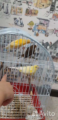 Канарейки и кенор