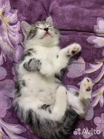 Британские котята
