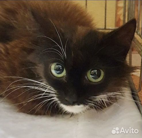 Возьмите счастье в дом