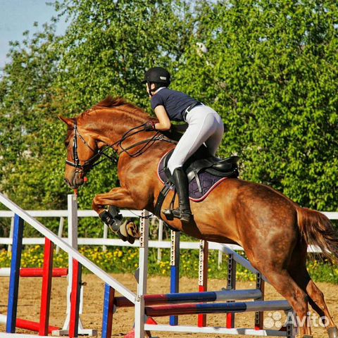 Конь в аренду