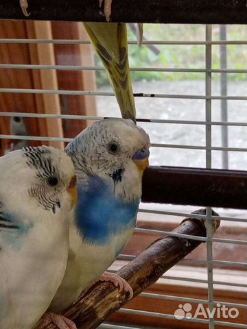 Птенцы волнистый попугай и Корелла