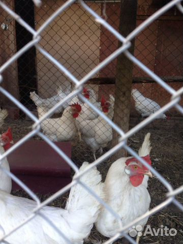 Куры несушки продам 13 штук 10 месяцев