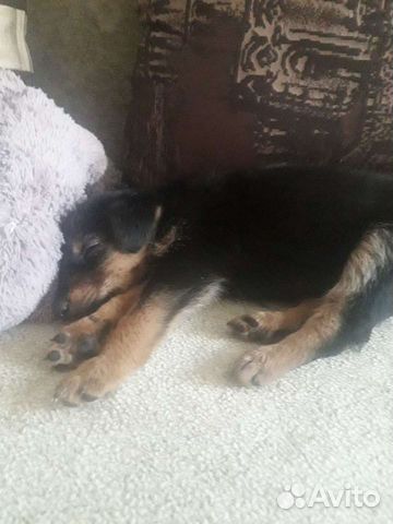 Отдам щенка,девочка,нашли эту кроху на улице