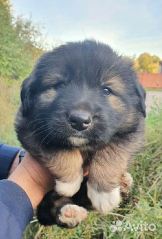 Великолепный щенок Мальчик Один месяц