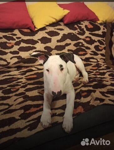 Щенки бультерьера