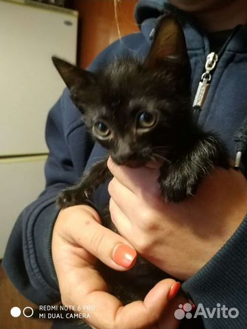 Котята в добрые руки бесплатно