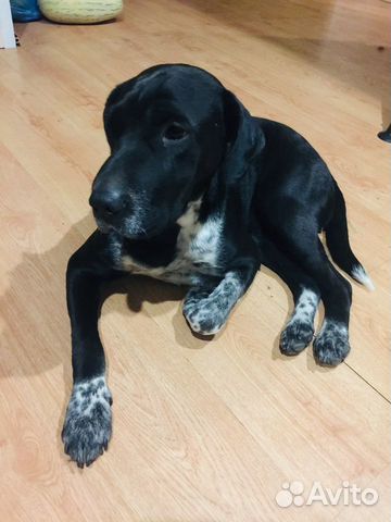 Отдам собаку в добрые руки