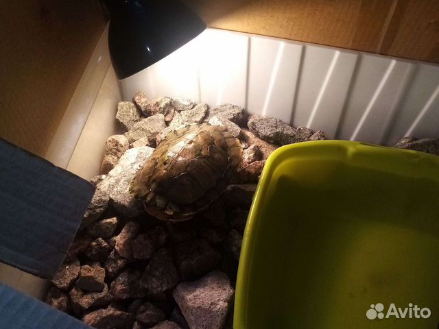 Черепаха водная