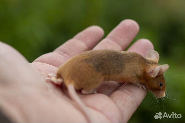 Сатиновая мышь девочка тигровая