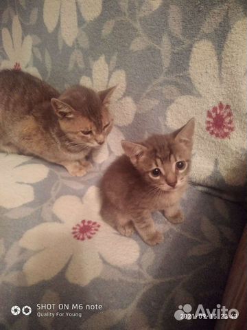 Котенок мальчик бесплатно