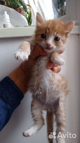 Нужен дом пушистикам